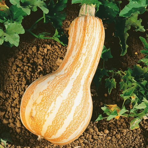 Cushaw Orange striped - Courges & cie