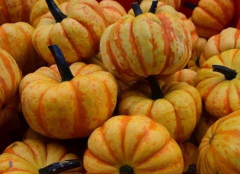Courge Sweet Lightning rôtie au miel et épices douces - Courges & cie